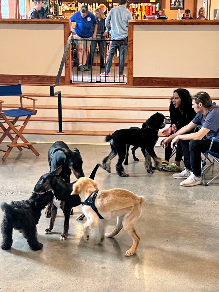 Puppycraft: The Craft of Raising a Puppy | Kabler School For Dogs