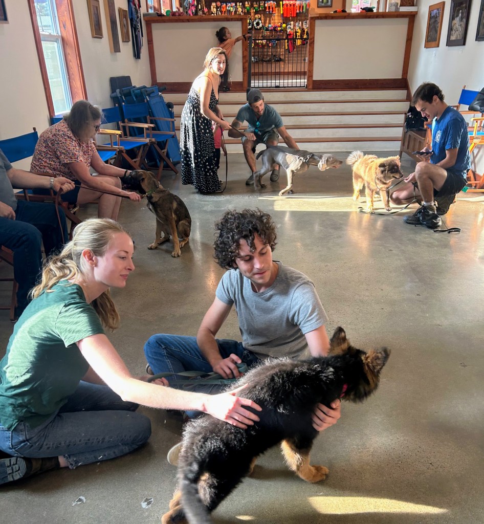 Do’s & Dont’s of Early Puppy Exposure | Kabler School For Dogs